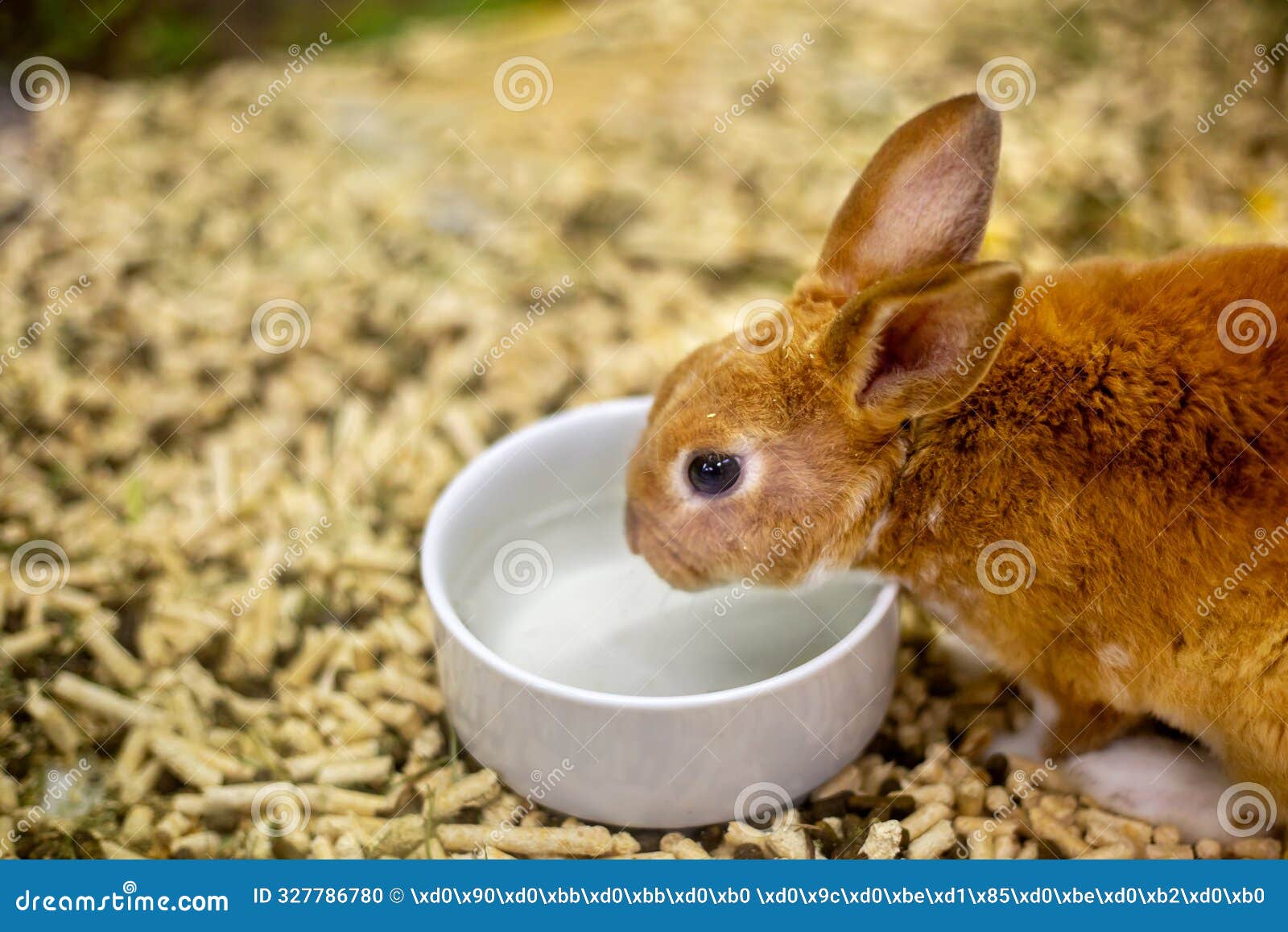 Red Rabbit Drinks Water from Bowl. Copy Space, Place for Text Stock ...