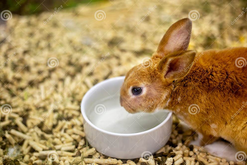 Red Rabbit Drinks Water from Bowl. Copy Space, Place for Text Stock ...