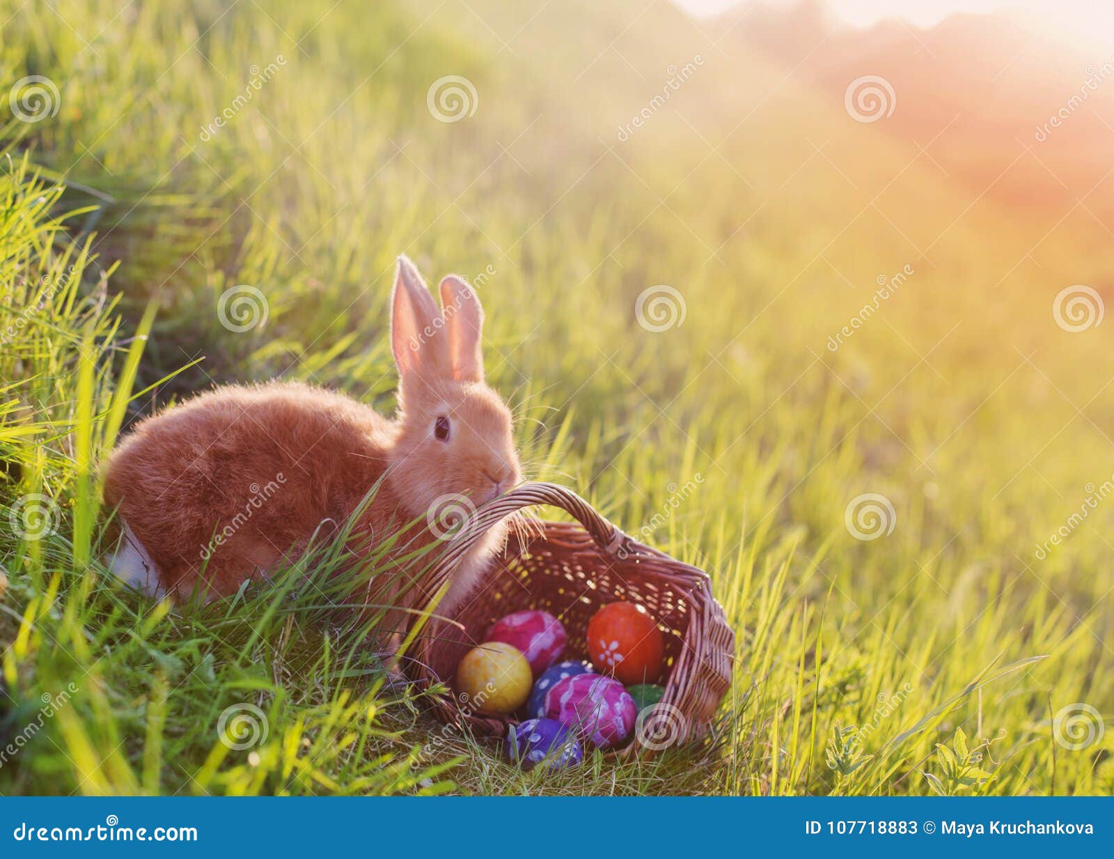 Red Rabbit with Easter Egs on Green Grass Stock Image - Image of eggs ...