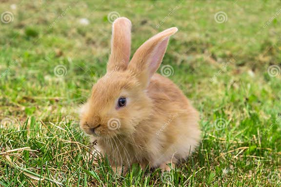 Red rabbit on green grass. stock photo. Image of hare - 93667400