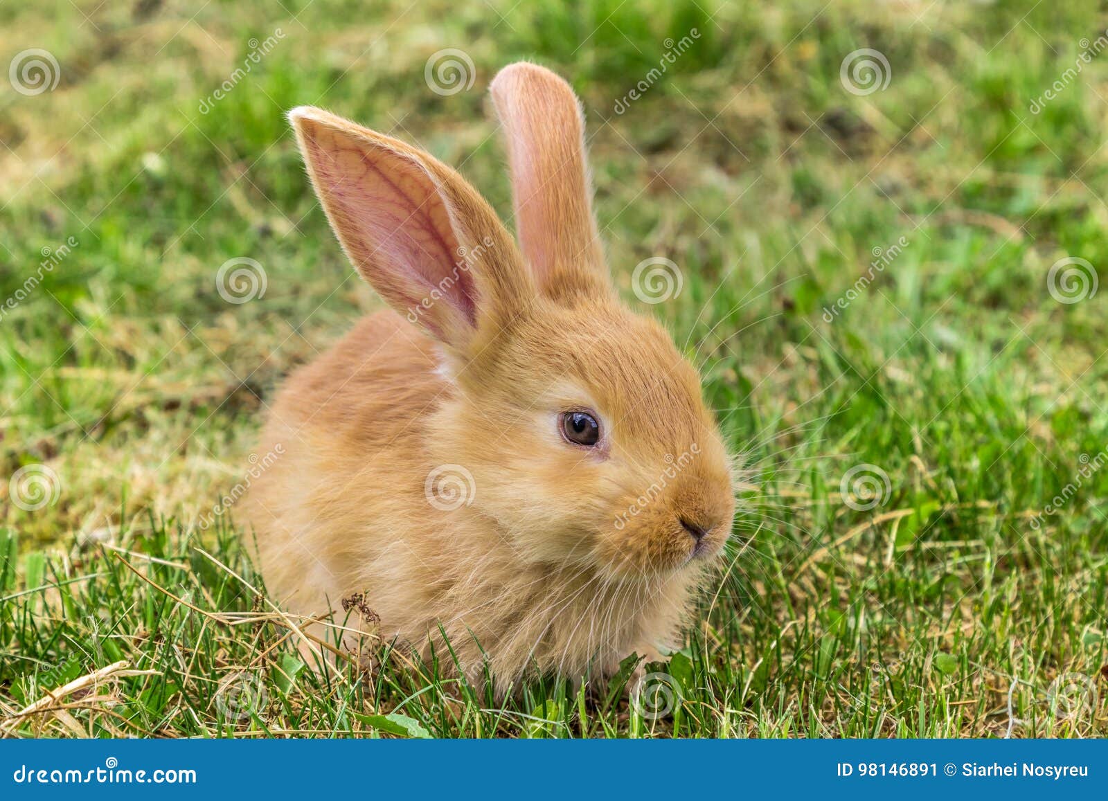 Red rabbit on green grass. stock image. Image of herbivore - 98146891