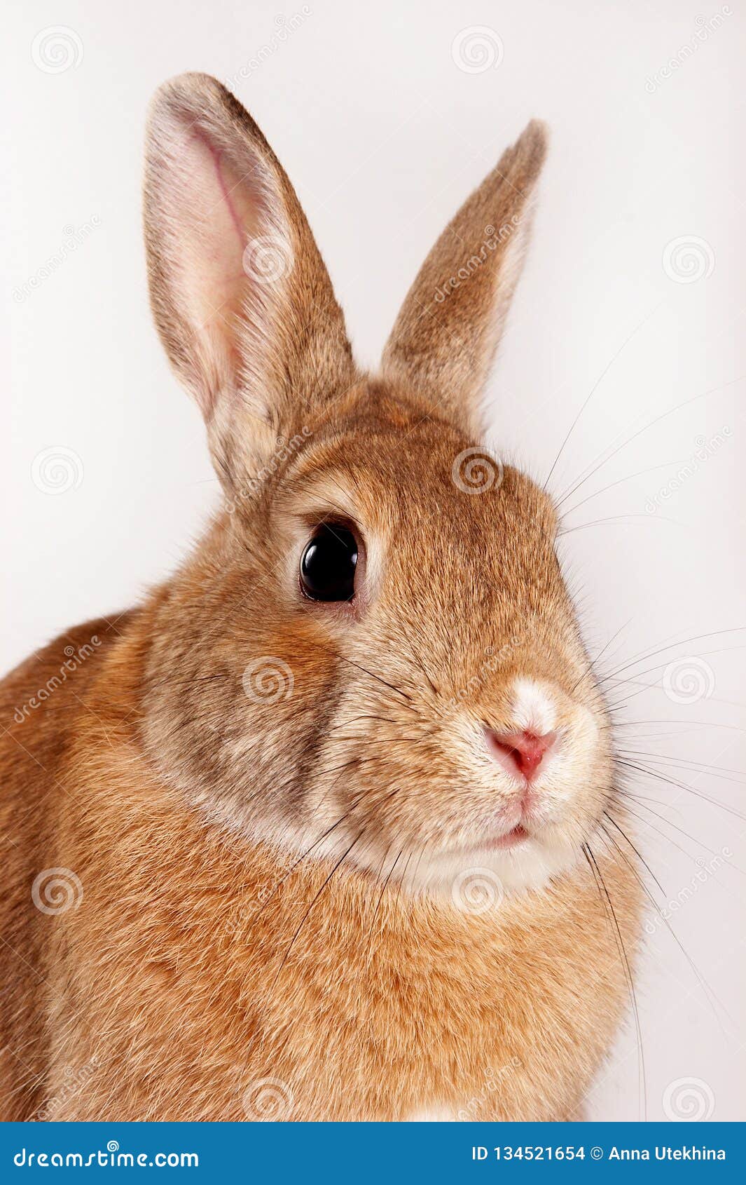 Red rabbit isolated stock photo. Image of shot, background - 134521654