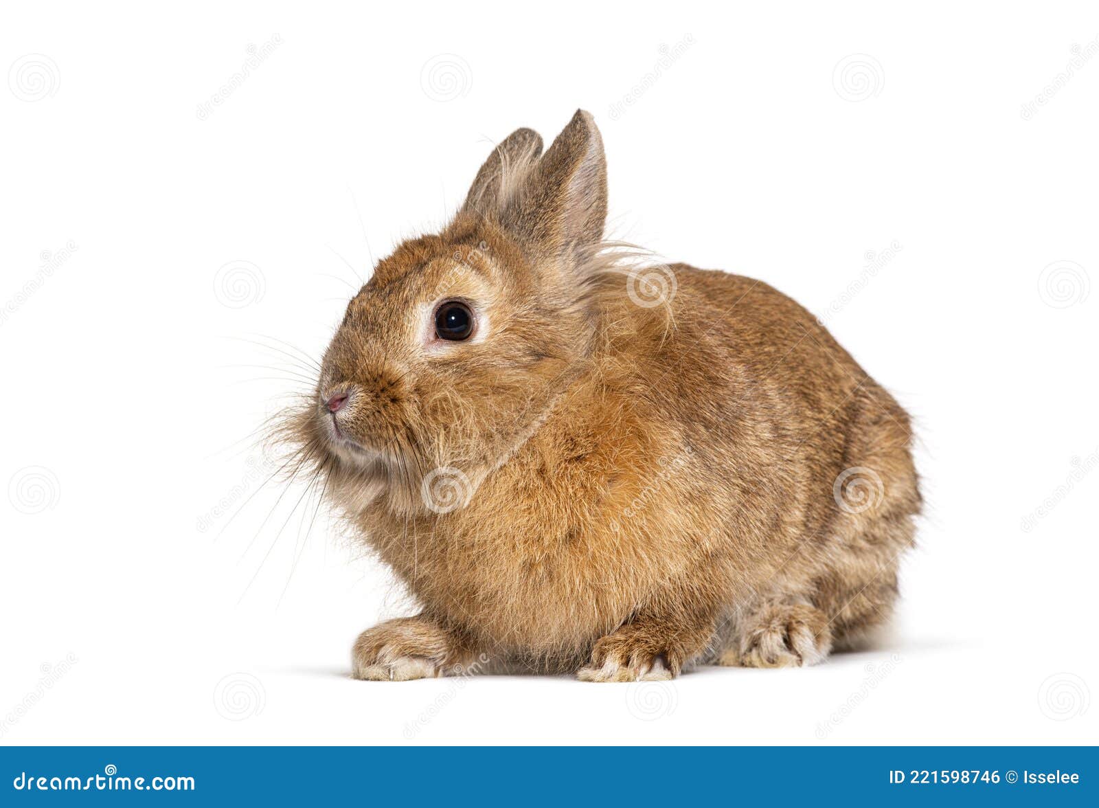 Red rabbit stock photo. Image of rabbit, animal, brown - 221598746