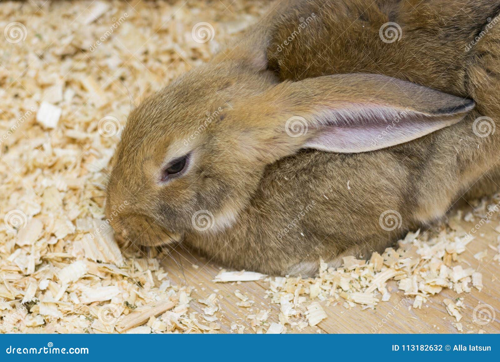 Red rabbit, pets stock photo. Image of adorable, mammal - 113182632