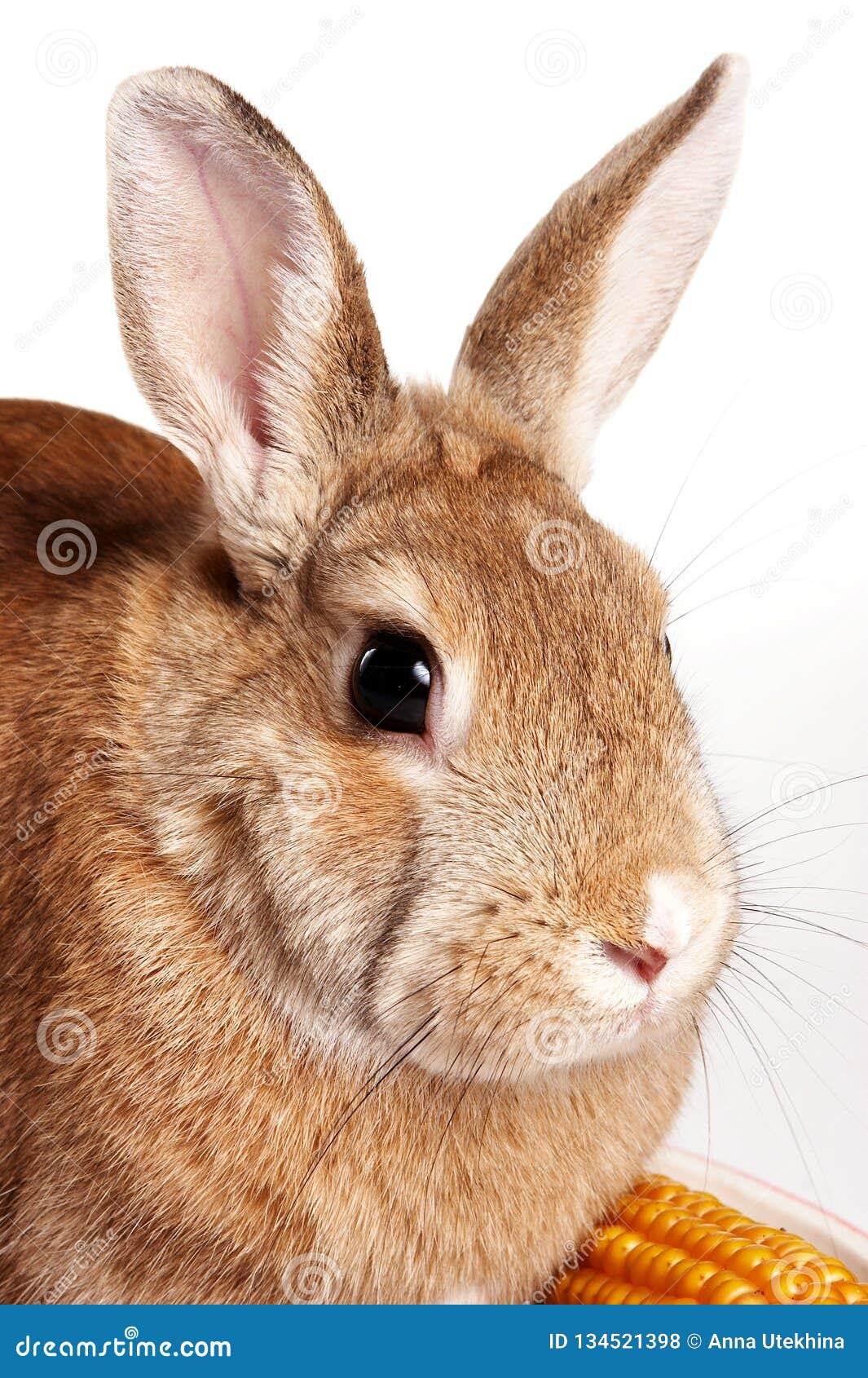 Red Rabbit portrait stock photo. Image of studio, framework - 134521398
