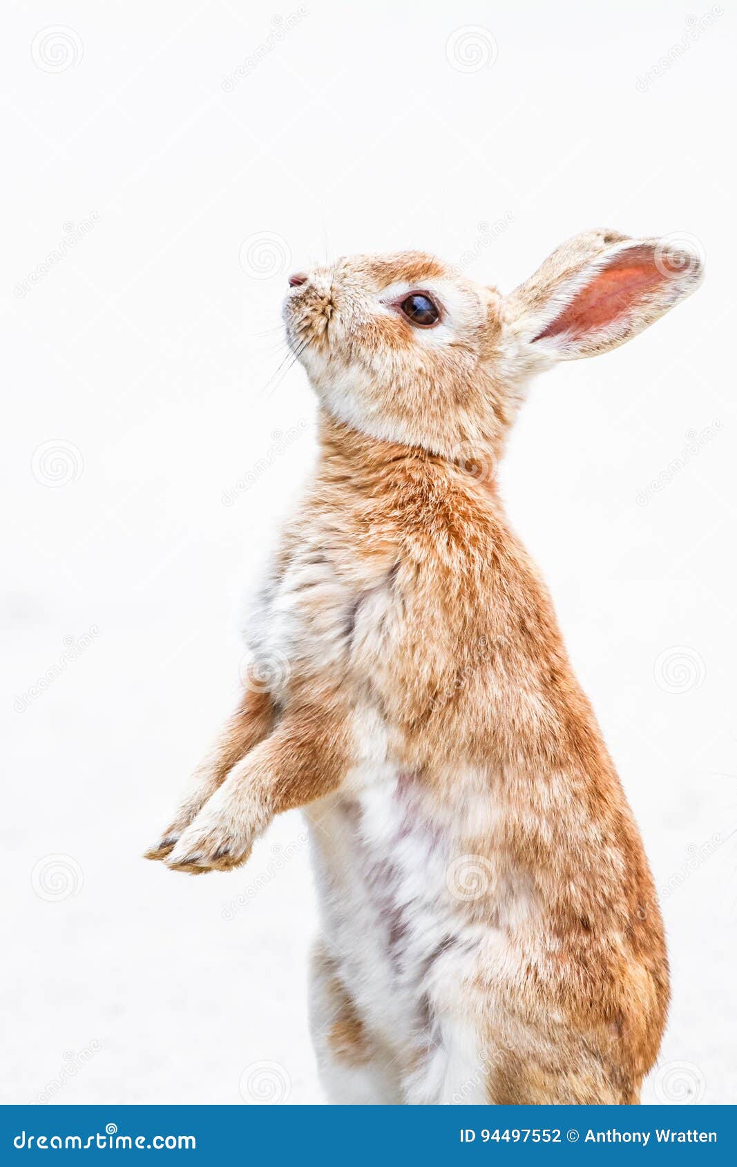 Red Rabbit stock photo. Image of pretty, furry, mammal - 94497552
