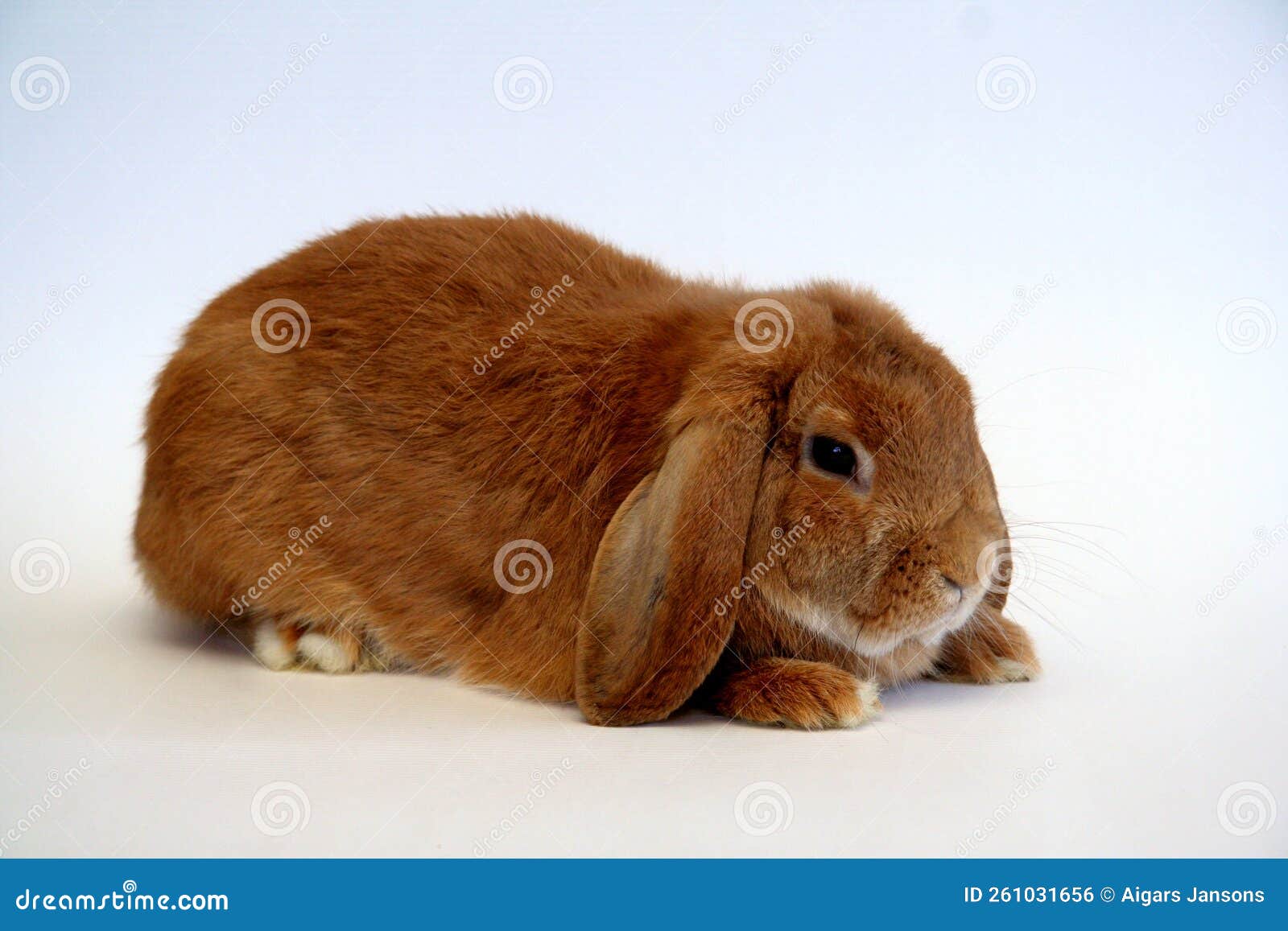 Red Rabbit on a White Background Stock Photo - Image of domestic ...