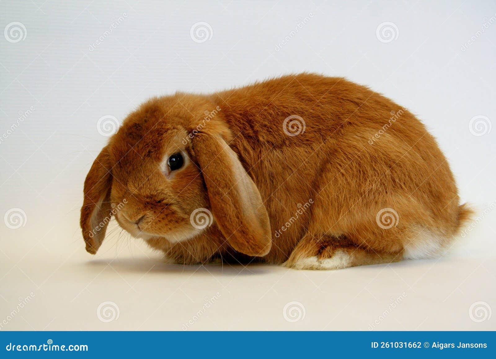 Red Rabbit on a White Background Stock Photo - Image of easter, eggs ...