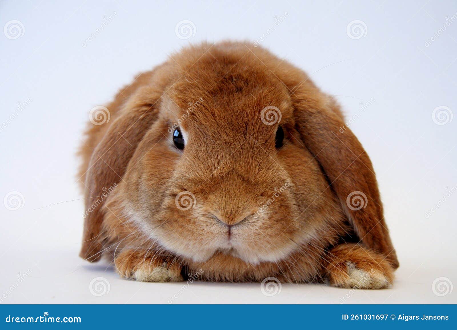 Red Rabbit on a White Background Stock Image - Image of chinese, basket ...