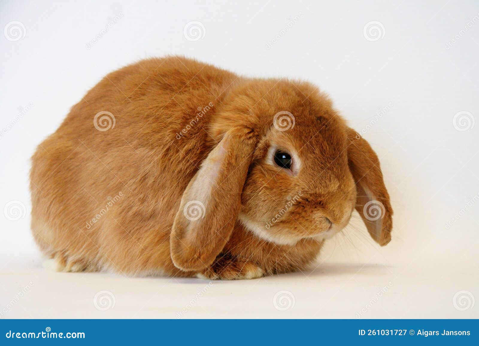 Red Rabbit on a White Background Stock Image - Image of chinese, cute ...