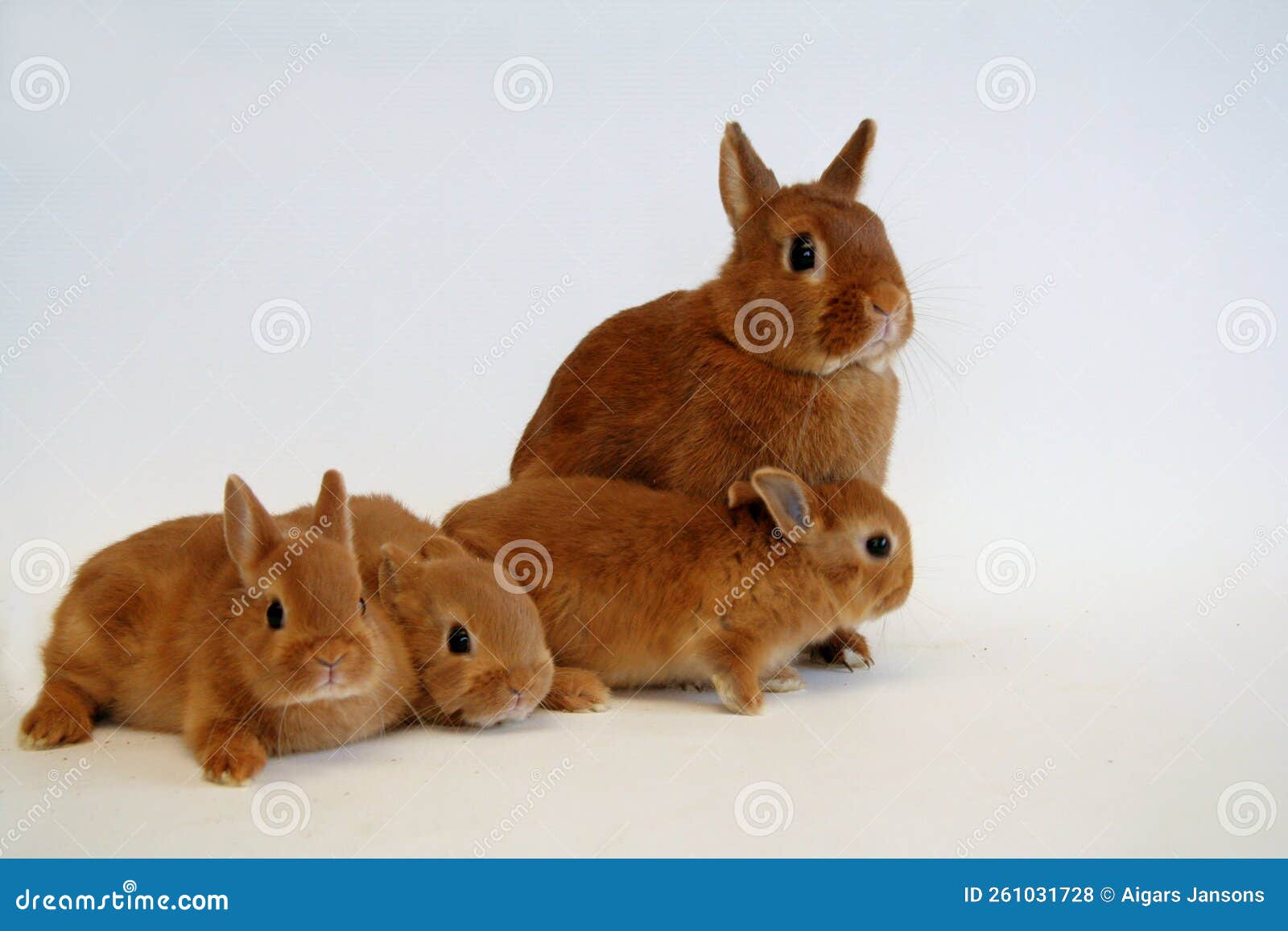 Red Rabbit on a White Background Stock Photo - Image of celebration ...