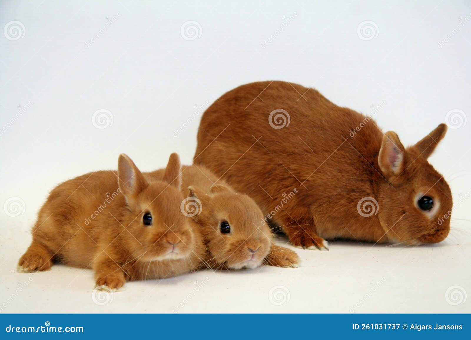 Red Rabbit on a White Background Stock Image - Image of gift ...