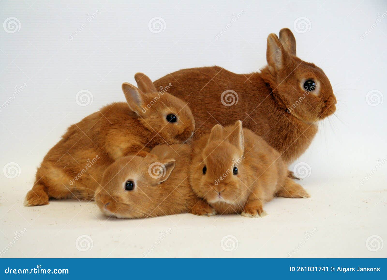 Red Rabbit on a White Background Stock Image - Image of celebrating ...