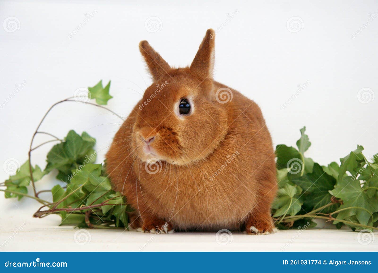 Red Rabbit on a White Background Stock Photo - Image of decorative ...