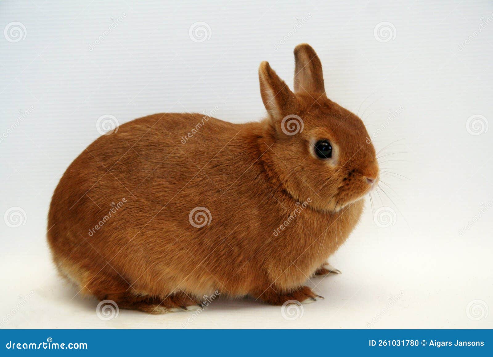 Red Rabbit on a White Background Stock Photo - Image of happy, basket ...