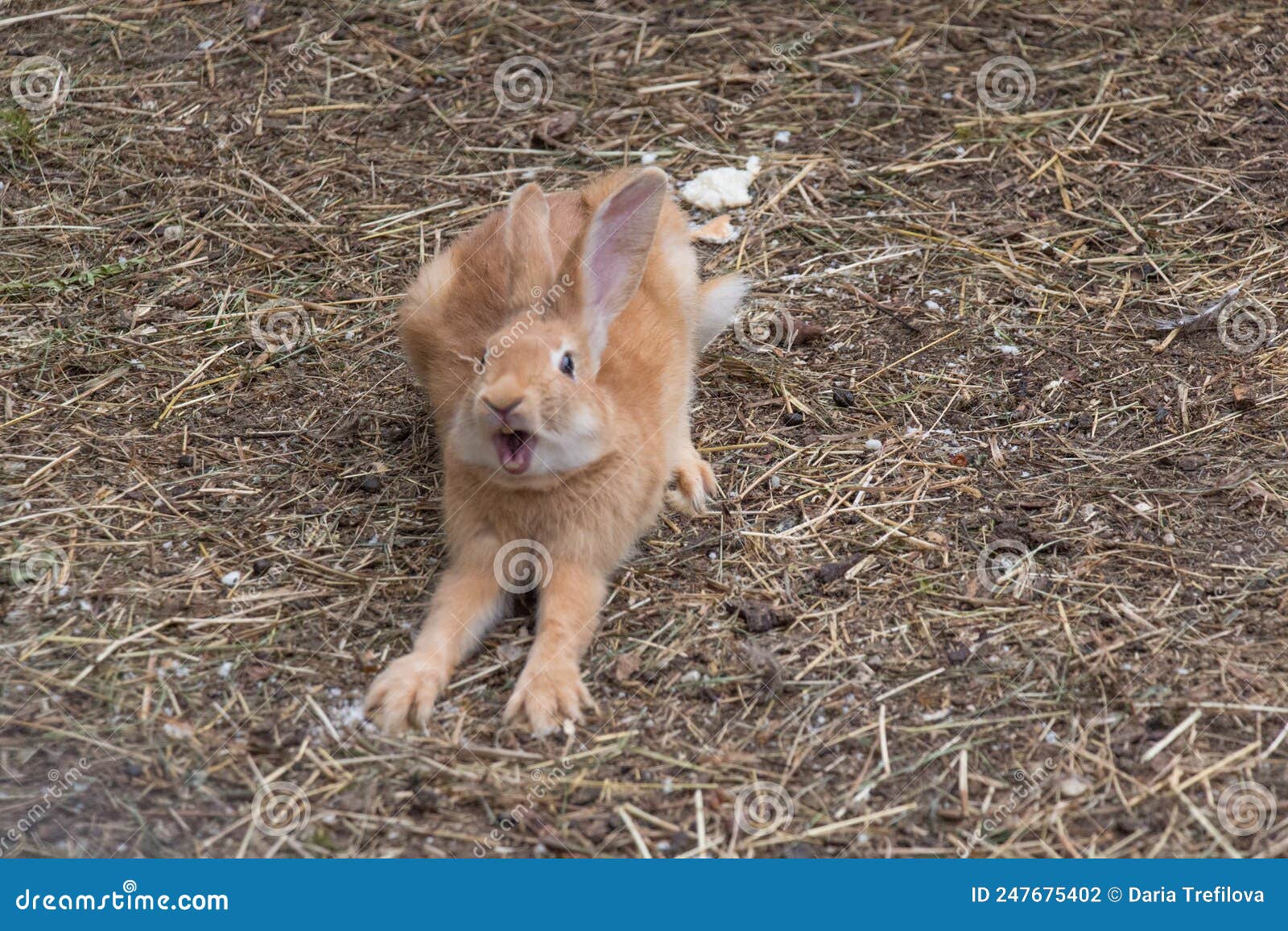 Red Rabbit is Yawning and Stretching Out Itself, Dolomites, Italy Stock ...
