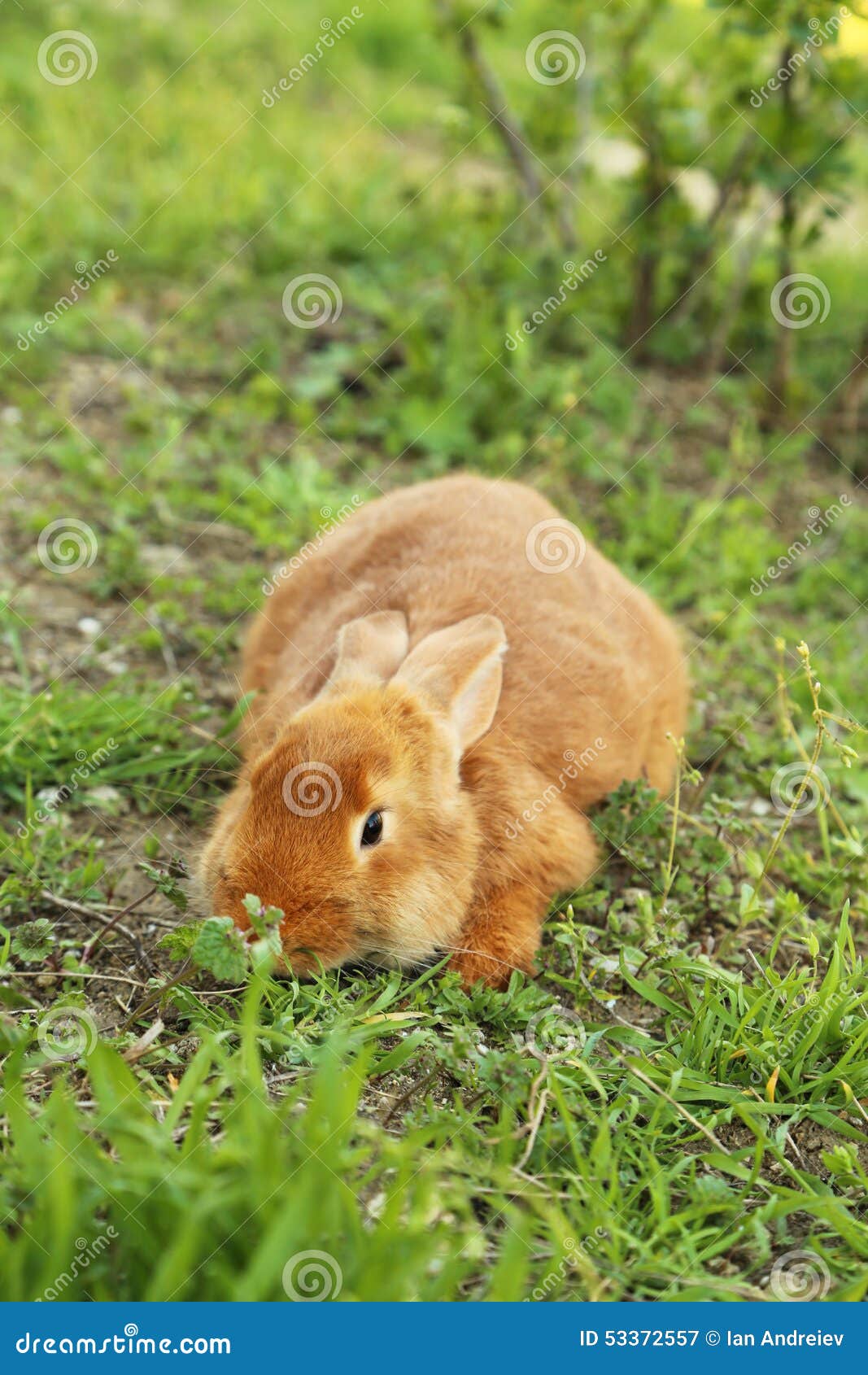 Red rabbit stock image. Image of anxious, pretty, adorable - 53372557