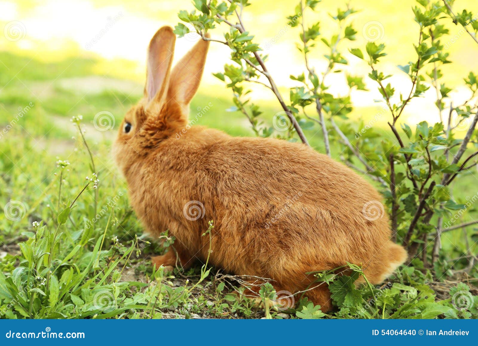 Red rabbit stock photo. Image of friendly, nervous, outdoors - 54064640