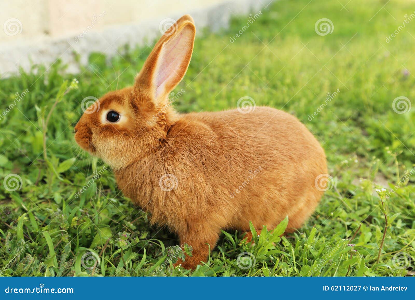 Red rabbit stock image. Image of lawn, animal, pretty - 62112027