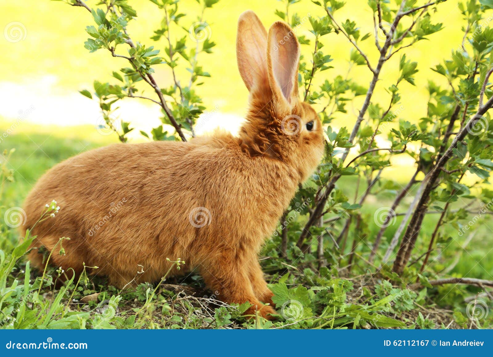 Red rabbit stock image. Image of active, nature, cute - 62112167