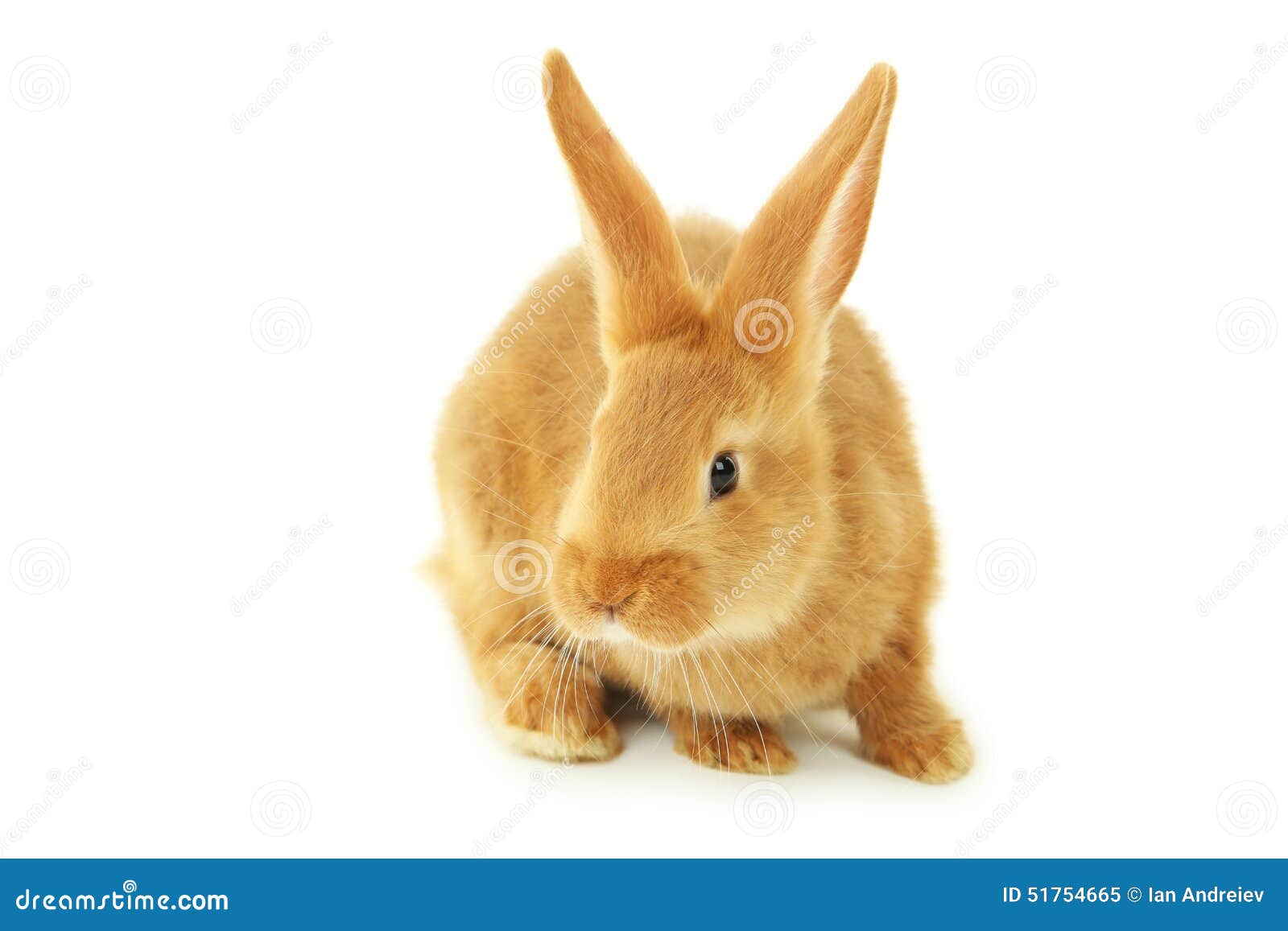 Red rabbit stock image. Image of fluffy, domestic, looking - 51754665