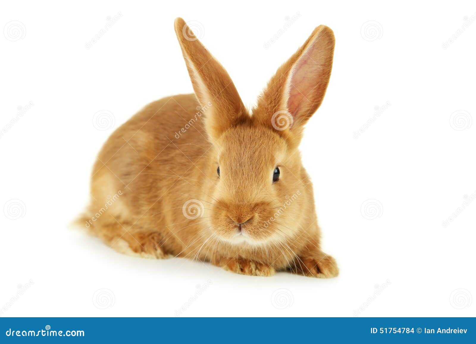 Red rabbit stock photo. Image of observing, adorable - 51754784