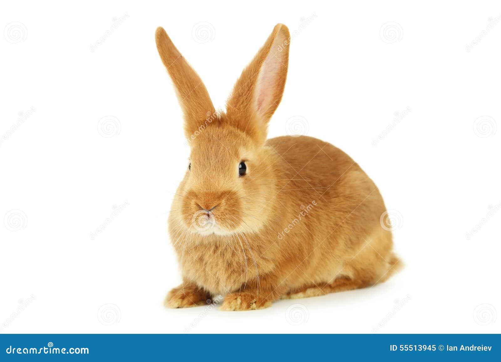 Red rabbit stock image. Image of fluffy, furry, scared - 55513945
