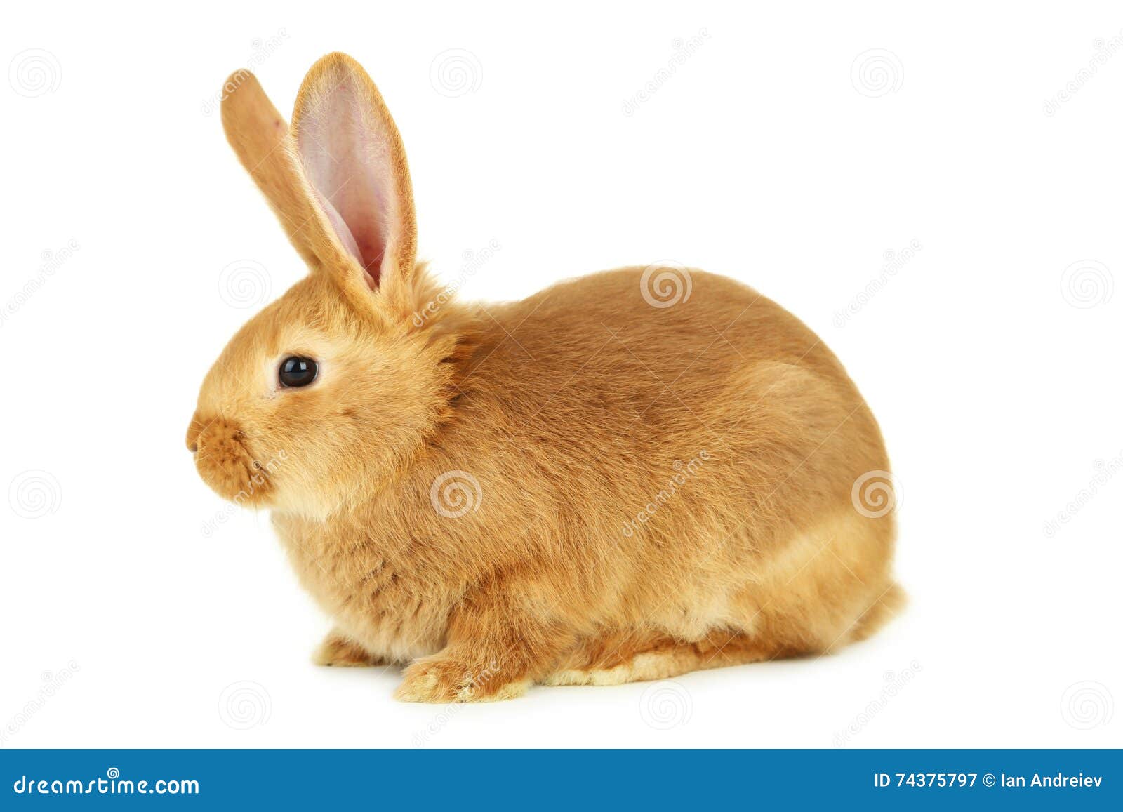 Red rabbit stock image. Image of looking, friendly, easter - 74375797