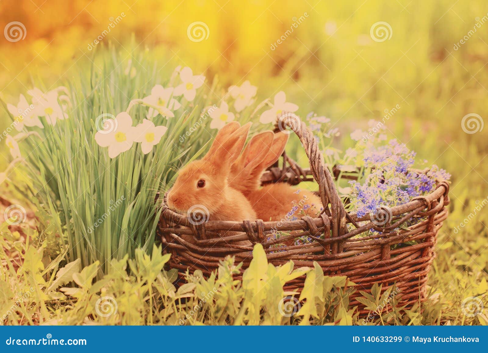 Red Rabbits in Basket Outdoor Stock Image - Image of fluffy, bunny ...