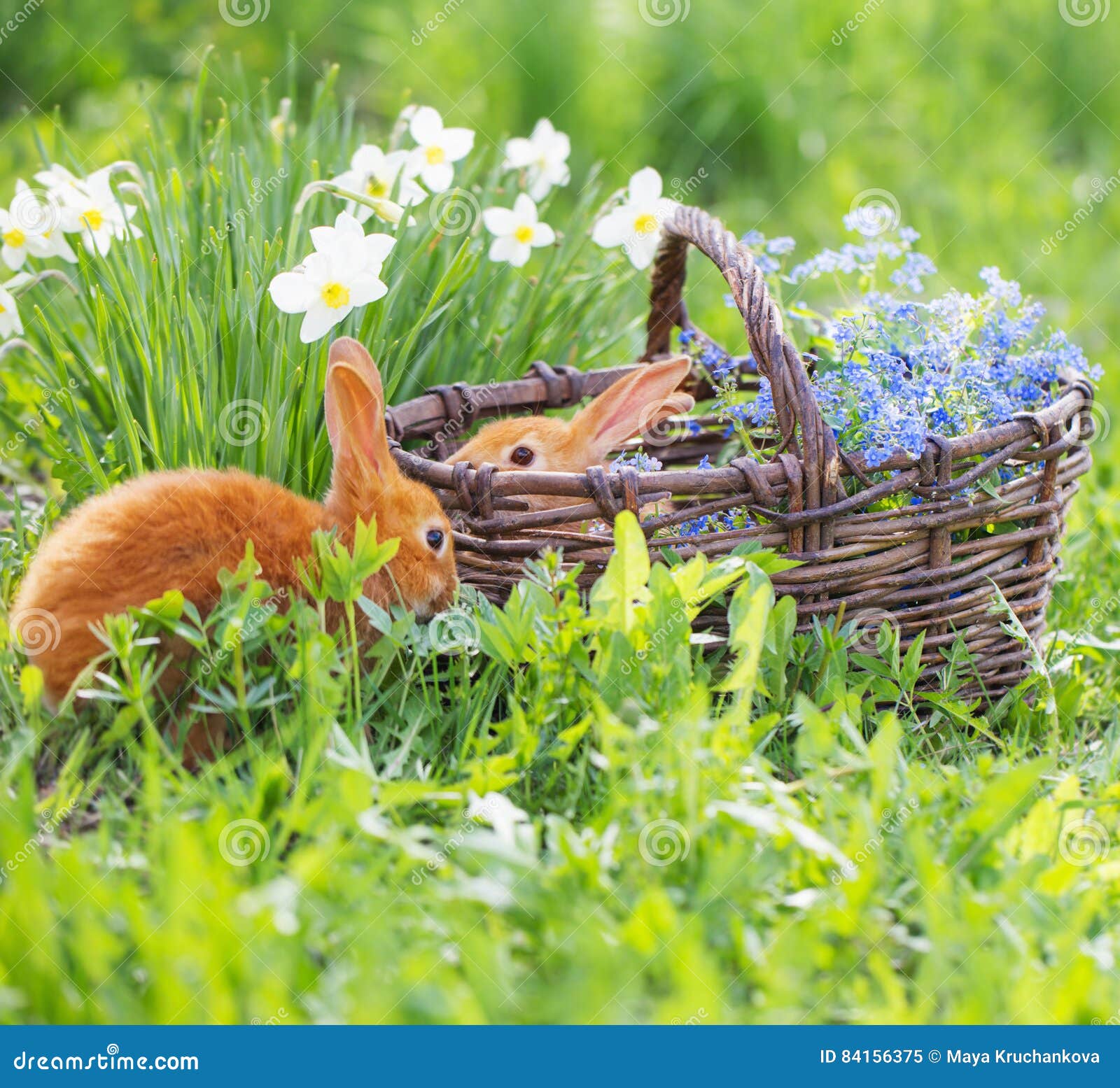 3,345 Outdoor Rabbits Stock Photos - Free & Royalty-Free Stock Photos ...