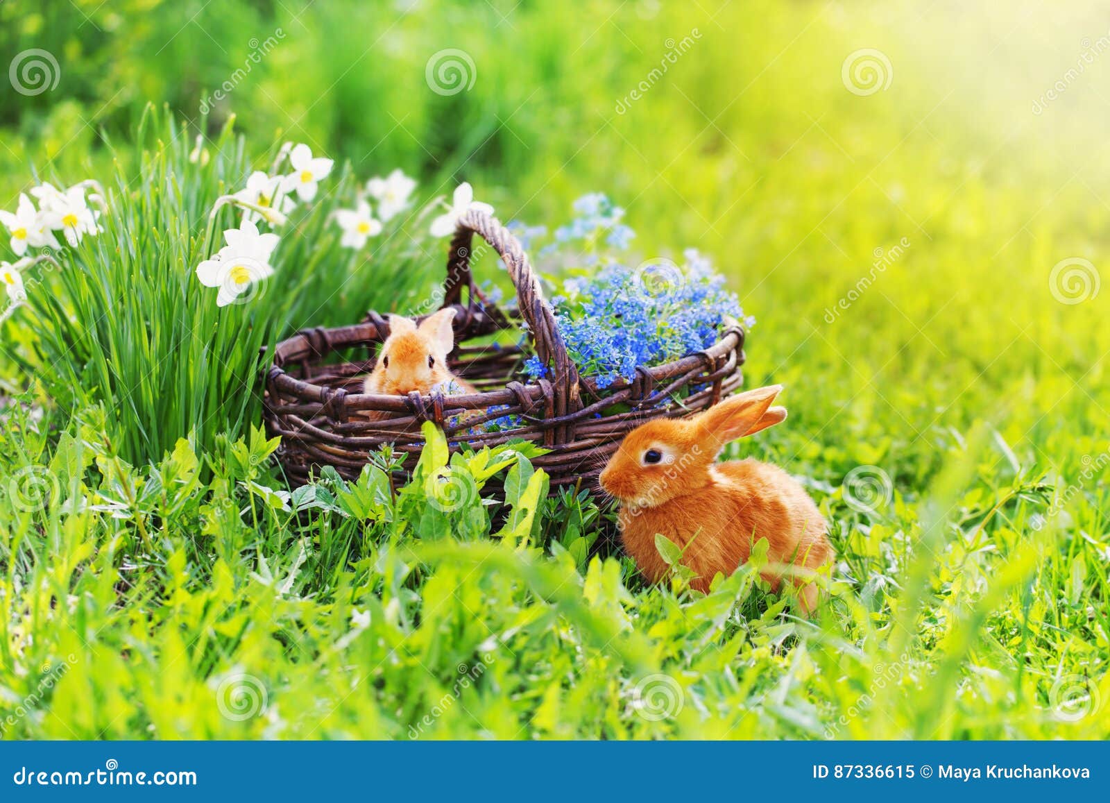 Red rabbits outdoor stock image. Image of basket, lawn - 87336615