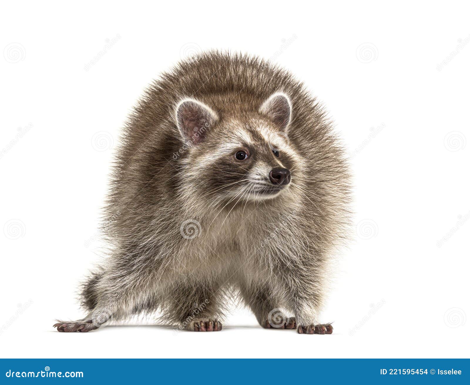 Red Raccoon Standing and Facing at the Camera Stock Photo - Image of ...