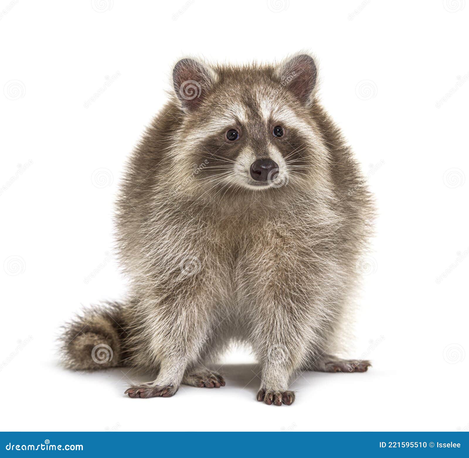 Red Raccoon Standing and Facing at the Camera Stock Photo - Image of ...