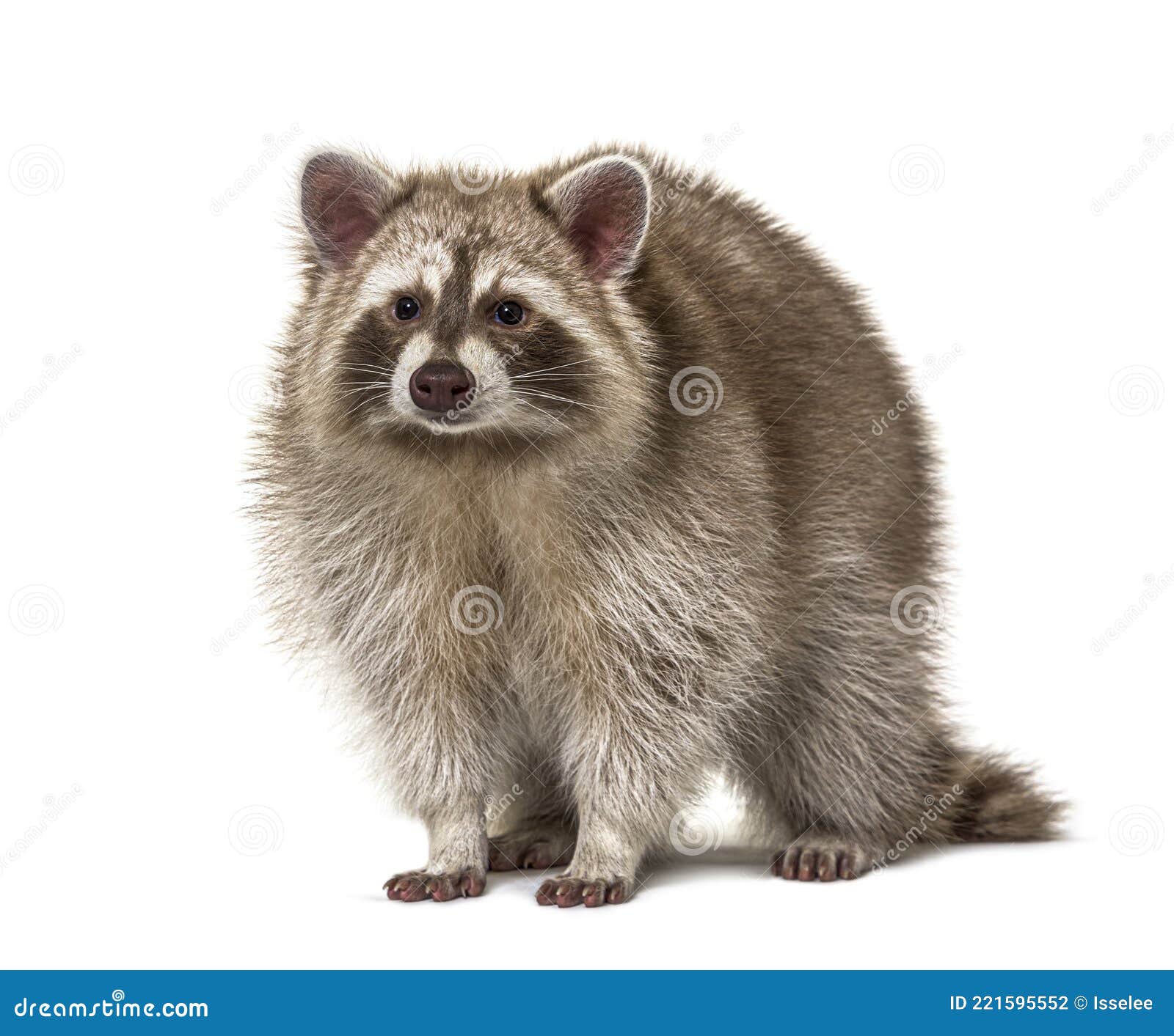 Red Raccoon Standing and Facing at the Camera Stock Photo - Image of ...