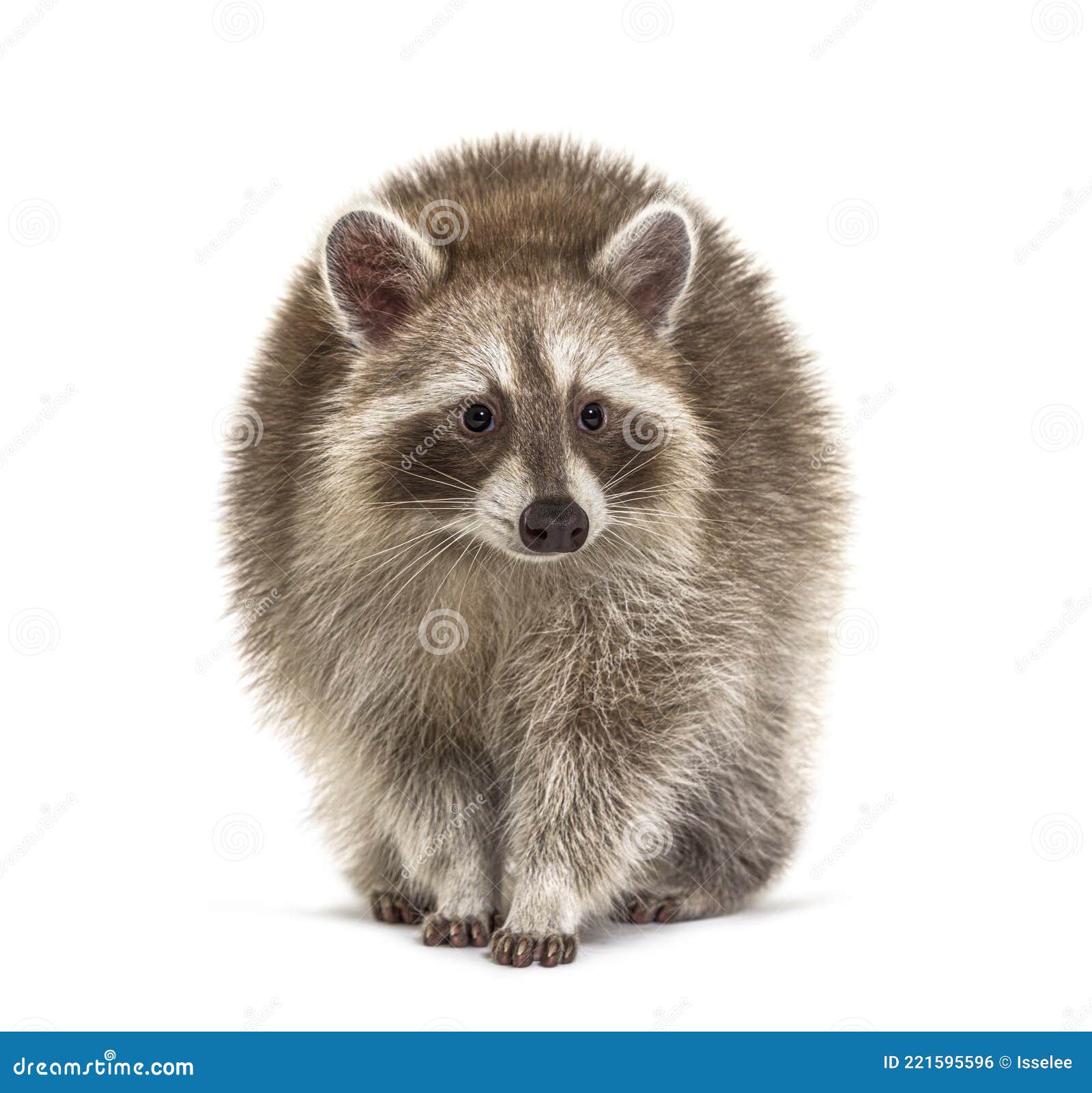 Red Raccoon Standing and Facing at the Camera Stock Photo - Image of ...