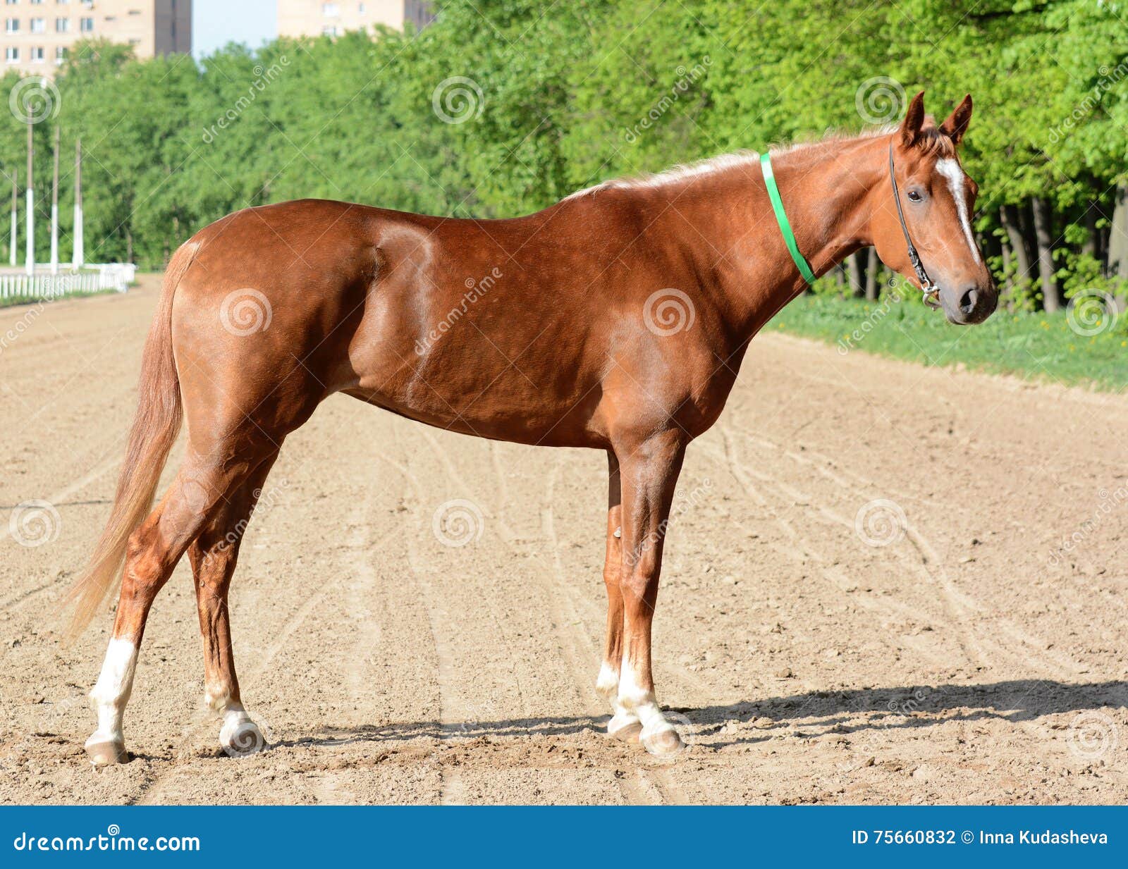 Red Racehorse Mare Arabian Breed Stock Photo - Image of rider, summer ...