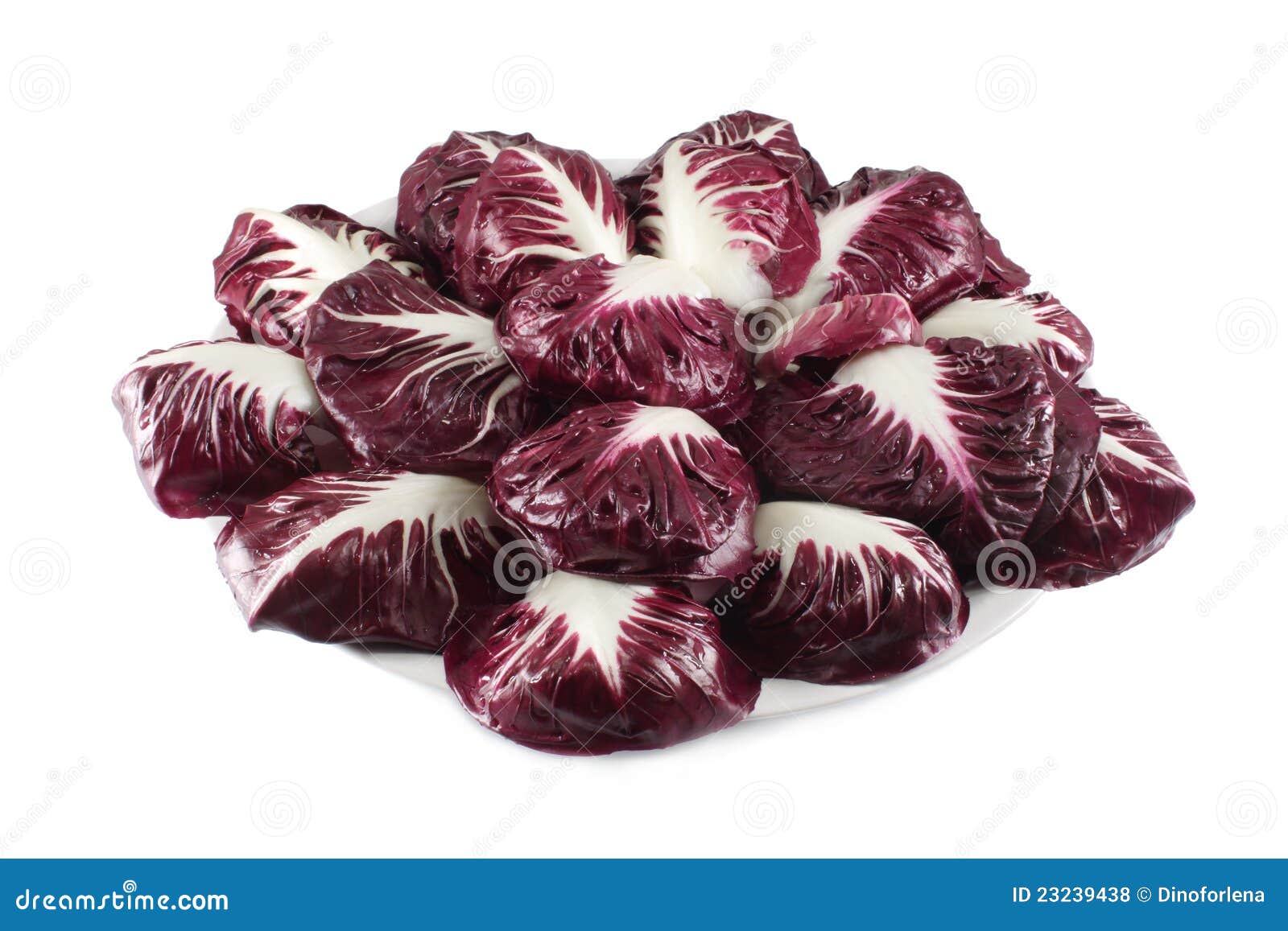 Red radicchio chicory stock photo. Image of leaves, fresh - 23239438
