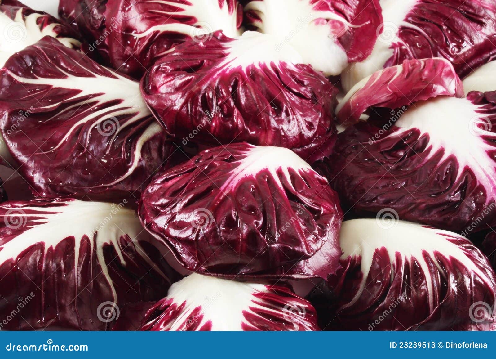 Red radicchio chicory stock image. Image of plant, ingredient - 23239513