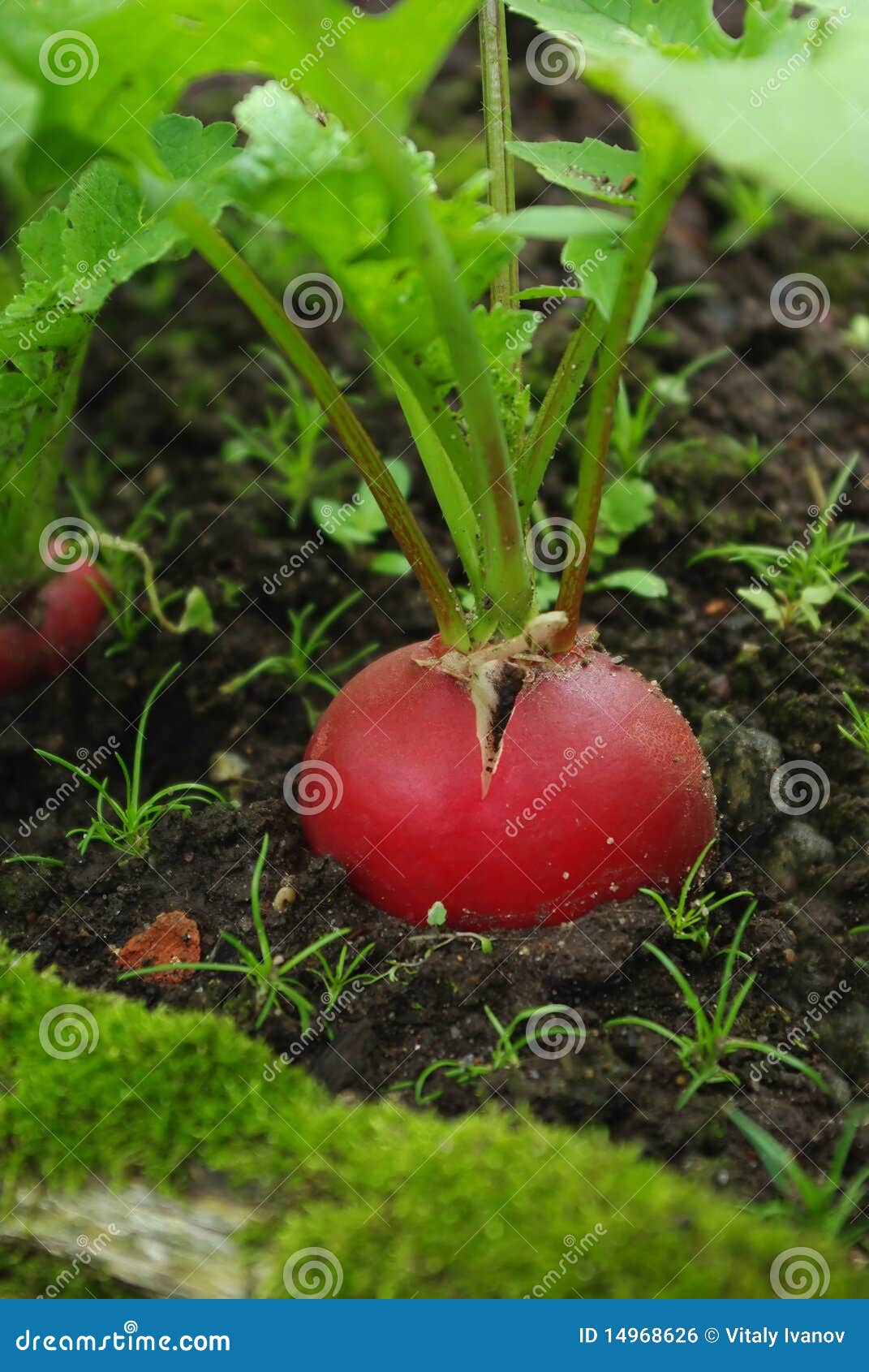 Red radish stock photo. Image of fresh, radish, food - 14968626
