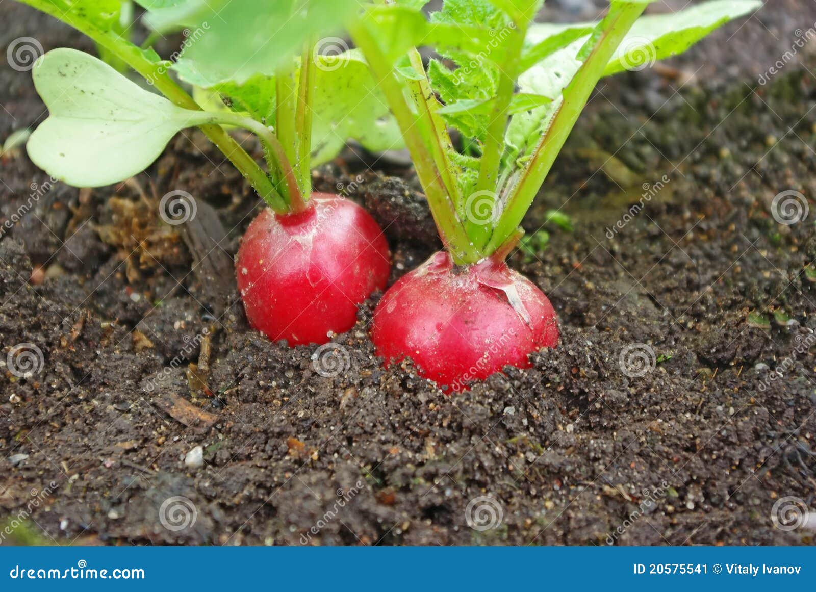 Red radish stock image. Image of diet, radish, ingredient - 20575541