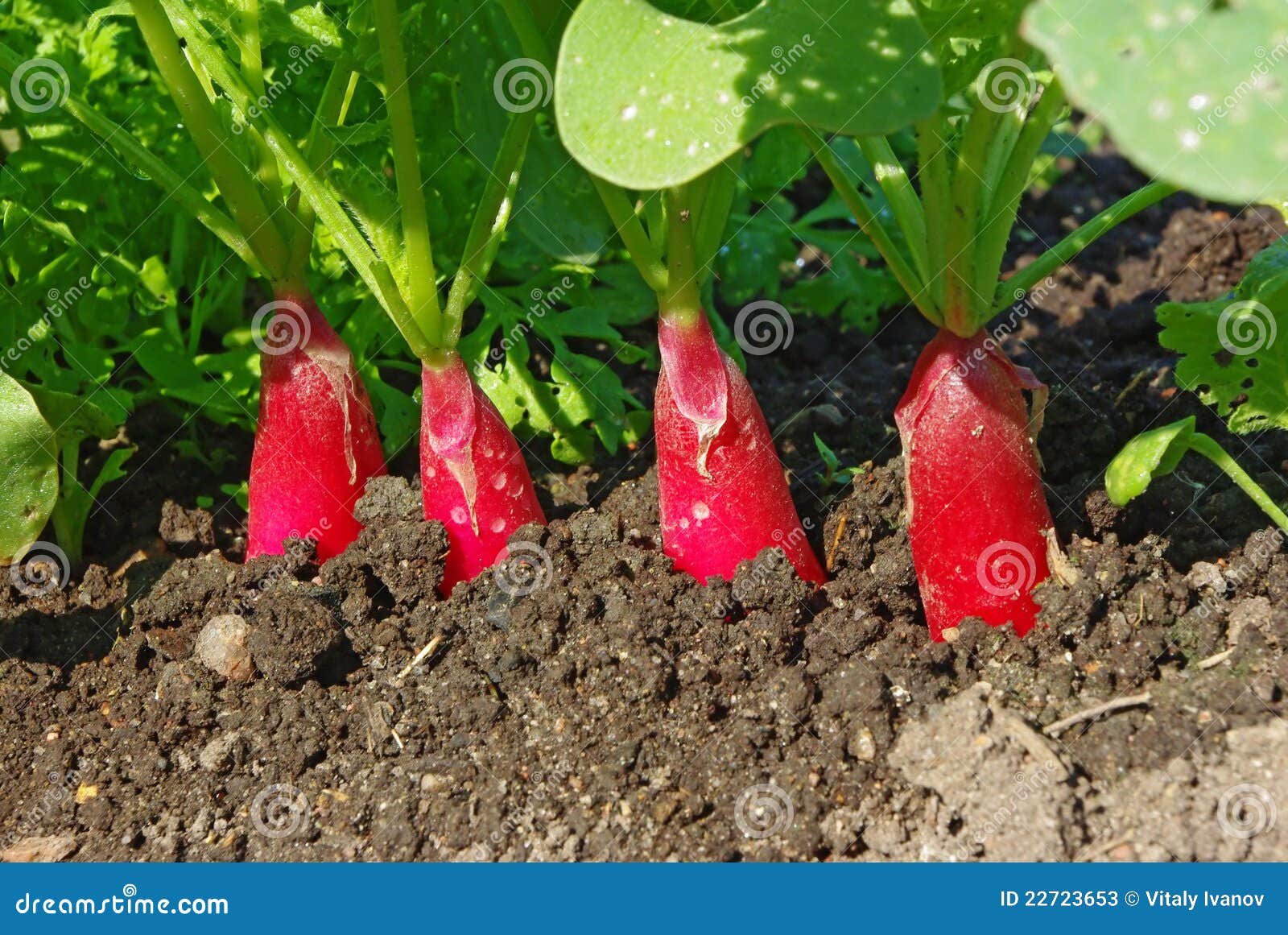Red radish stock image. Image of agriculture, green, ripe - 22723653