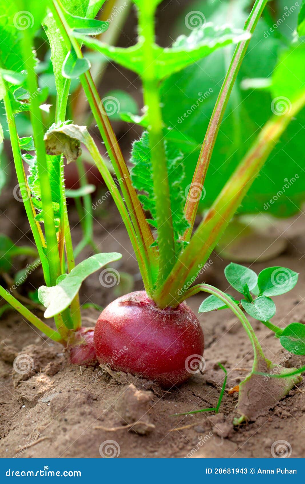 Red radish stock image. Image of plant, sunlight, closeup - 28681943