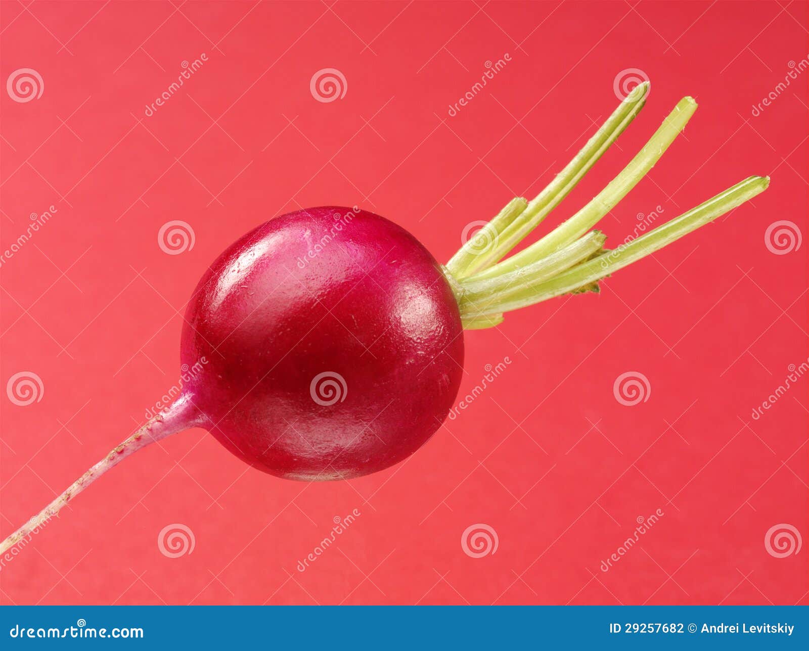 Red radish stock photo. Image of fresh, garden, natural - 29257682