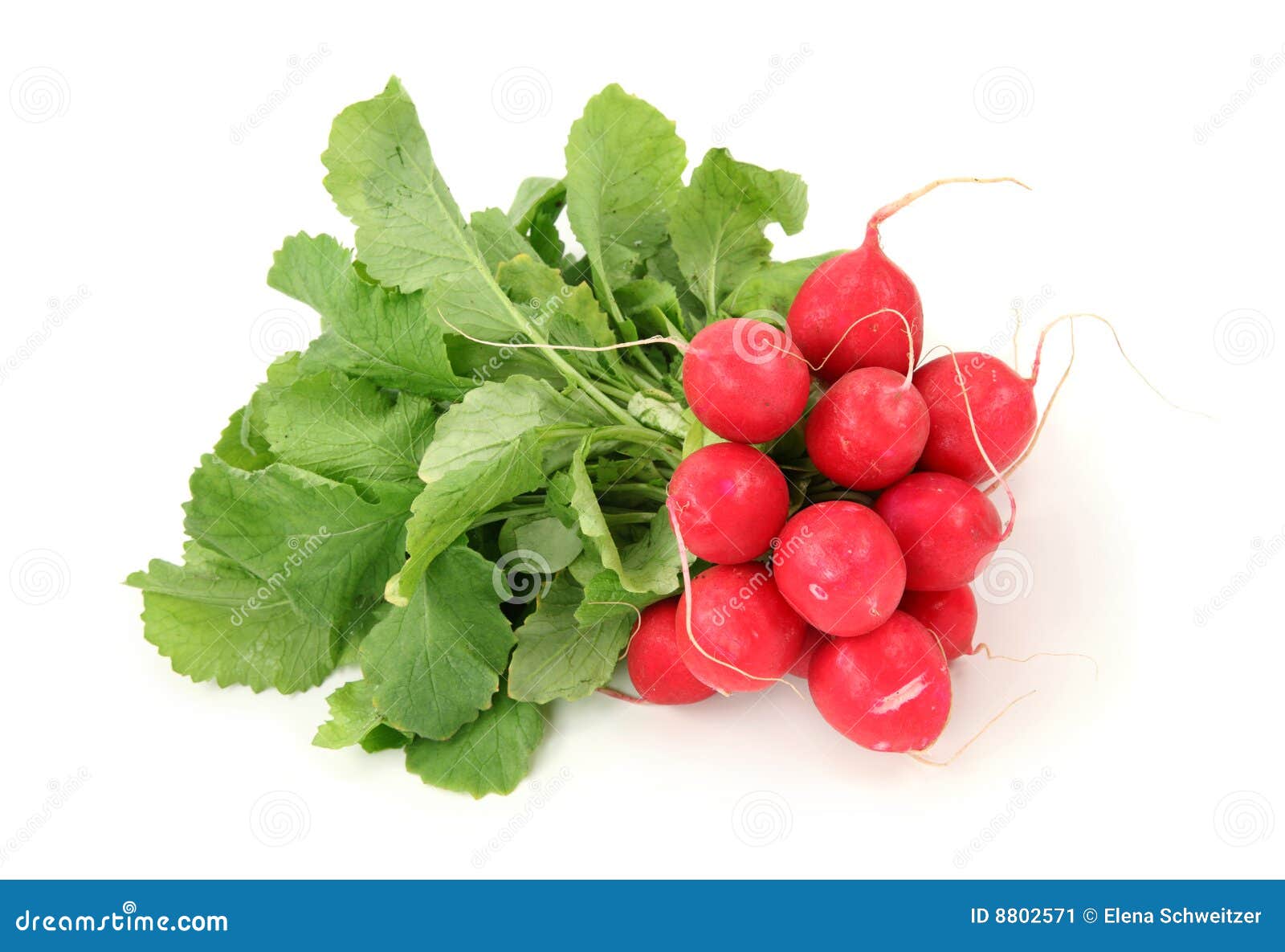 Red radish stock image. Image of leaf, objects, white - 8802571