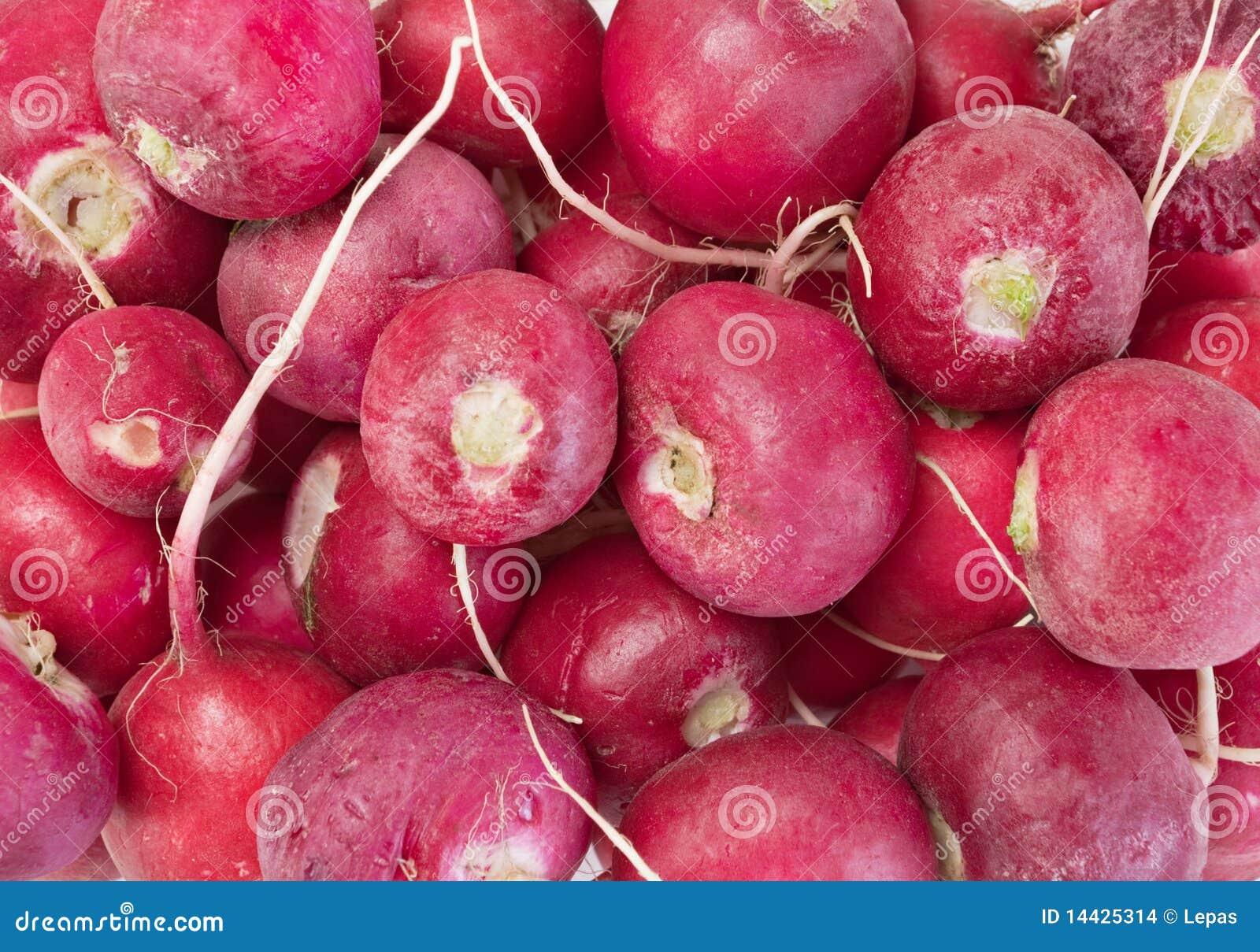 Red radish background stock photo. Image of plant, closeup - 14425314
