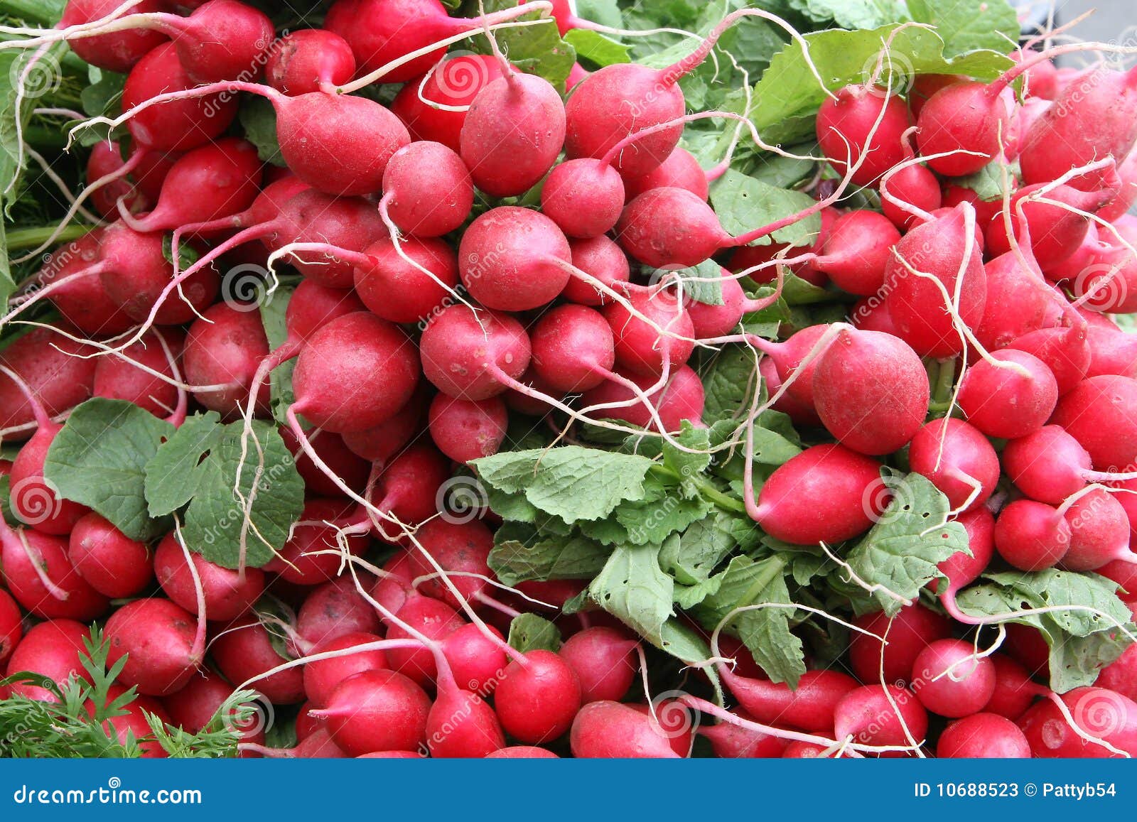 Red Radish Bunches stock image. Image of mustard, edible - 10688523