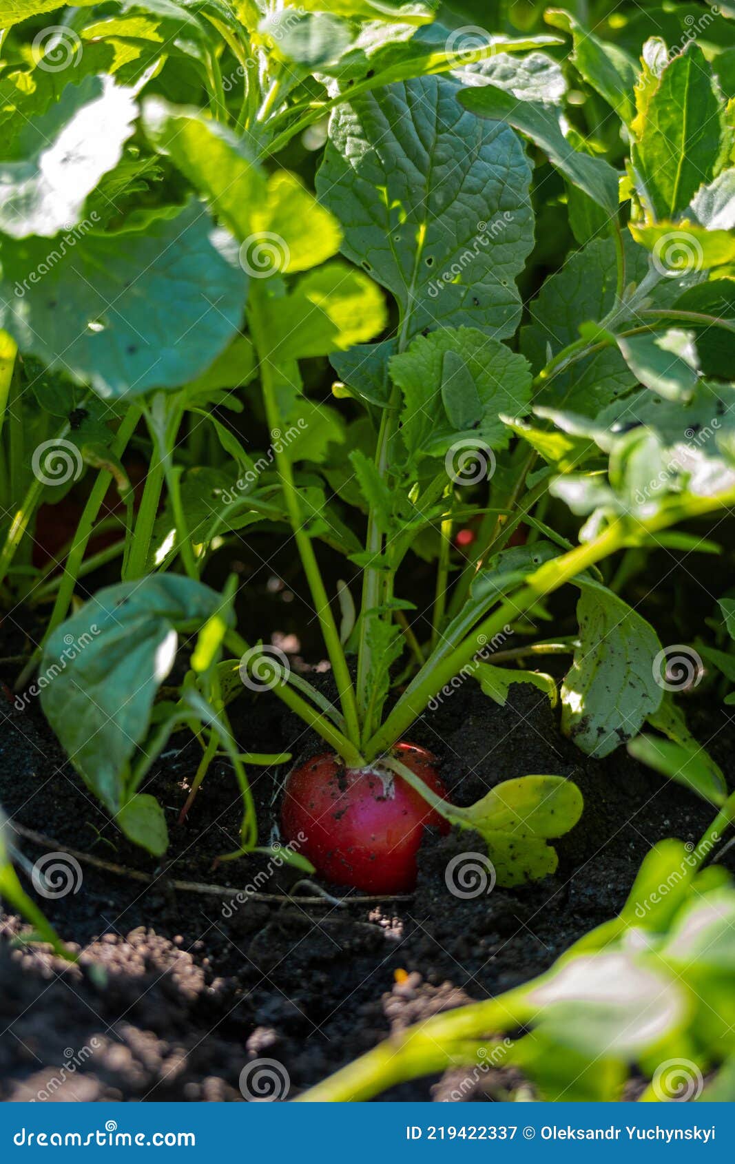 Red Radish in the Field during Harvest Stock Image - Image of crops ...