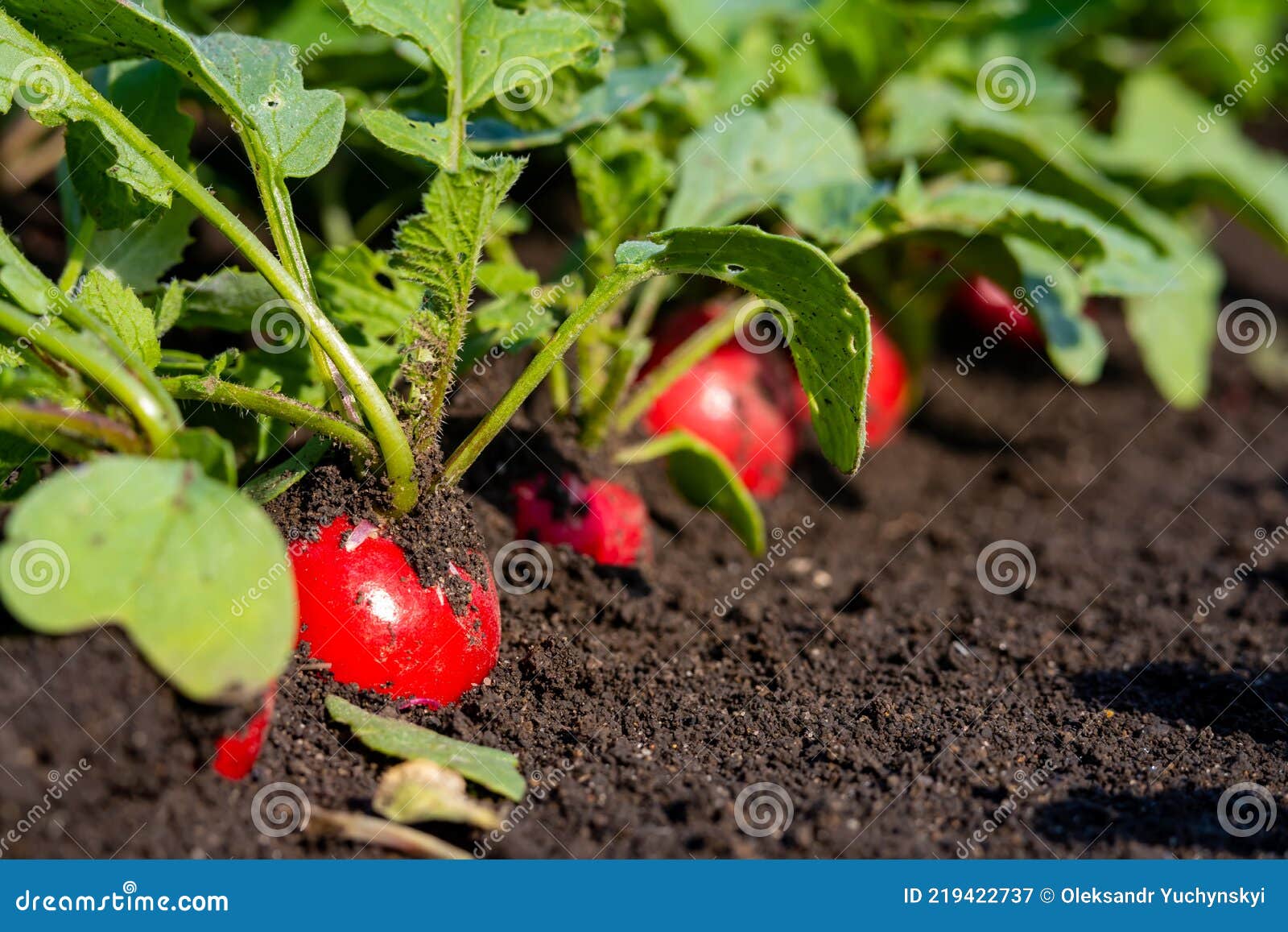 Red Radish in the Field during Harvest Stock Image - Image of natural ...