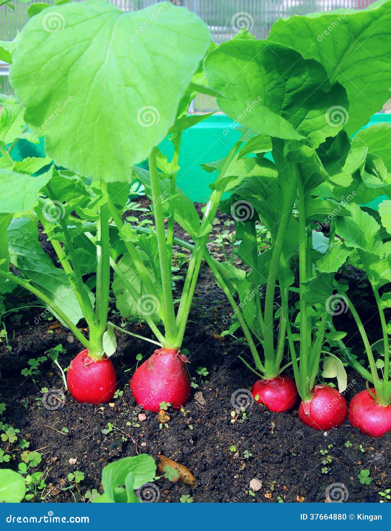 Red Radish Growing in the Garden Stock Photo - Image of agriculture ...