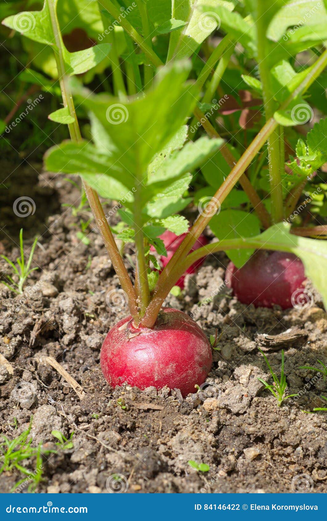 Red Radish Growing in the Garden Stock Photo - Image of radish ...